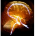 The Secret Life of the Brain on PBS – Mind Hacks