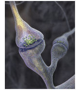 Synapse wins Science visualisation contest – Mind Hacks