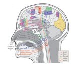 Two smell systems in the human brain – Mind Hacks