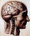 The history of the brain – Mind Hacks