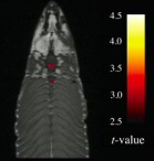 Scientists find area responsible for emotion in dead fish – Mind Hacks